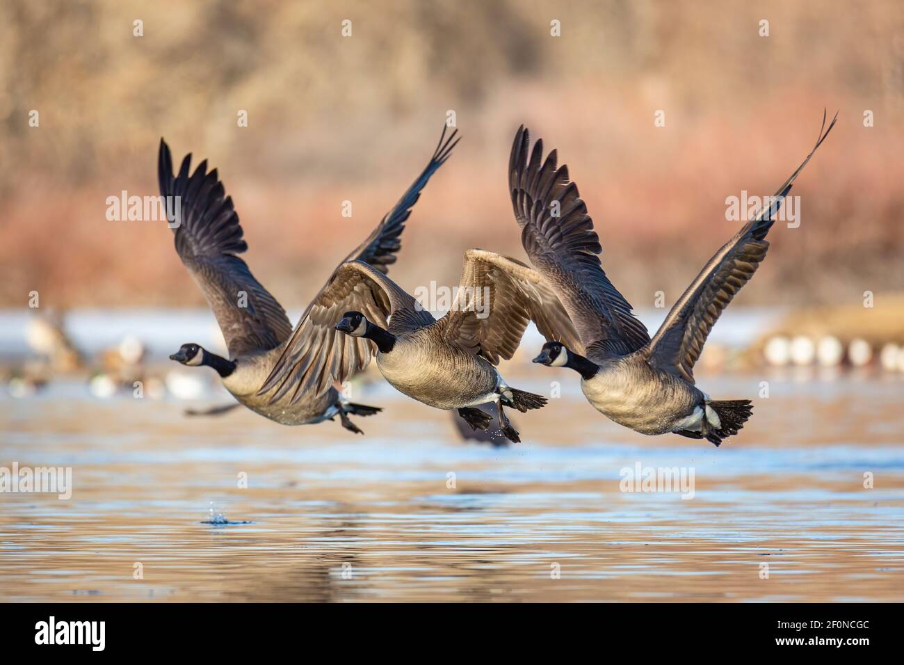 Three Canada geese taking off at first morning flight Stock Photo - Alamy