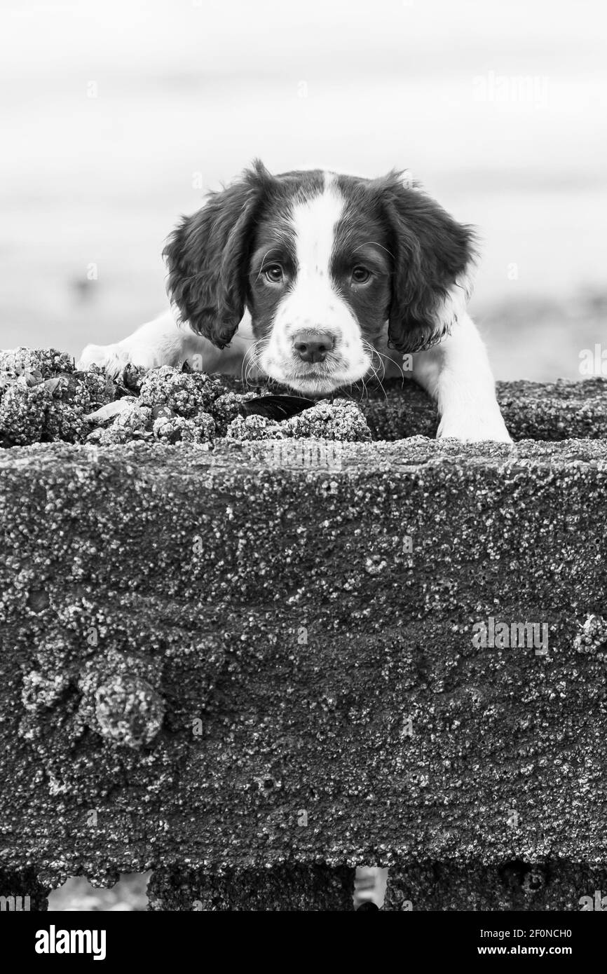 Spaniel puppy exploring Stock Photo - Alamy