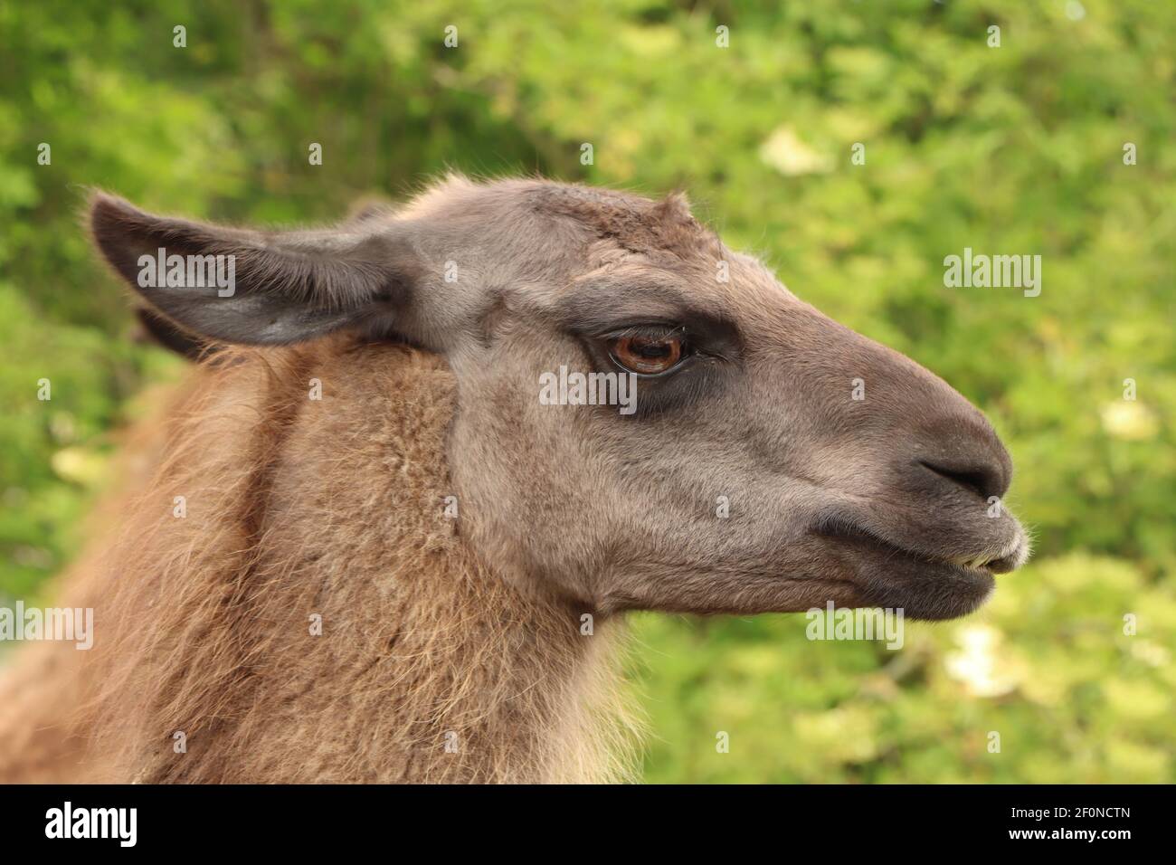 An angry alpaca glaring in the distance looking as if he's preparing to ...