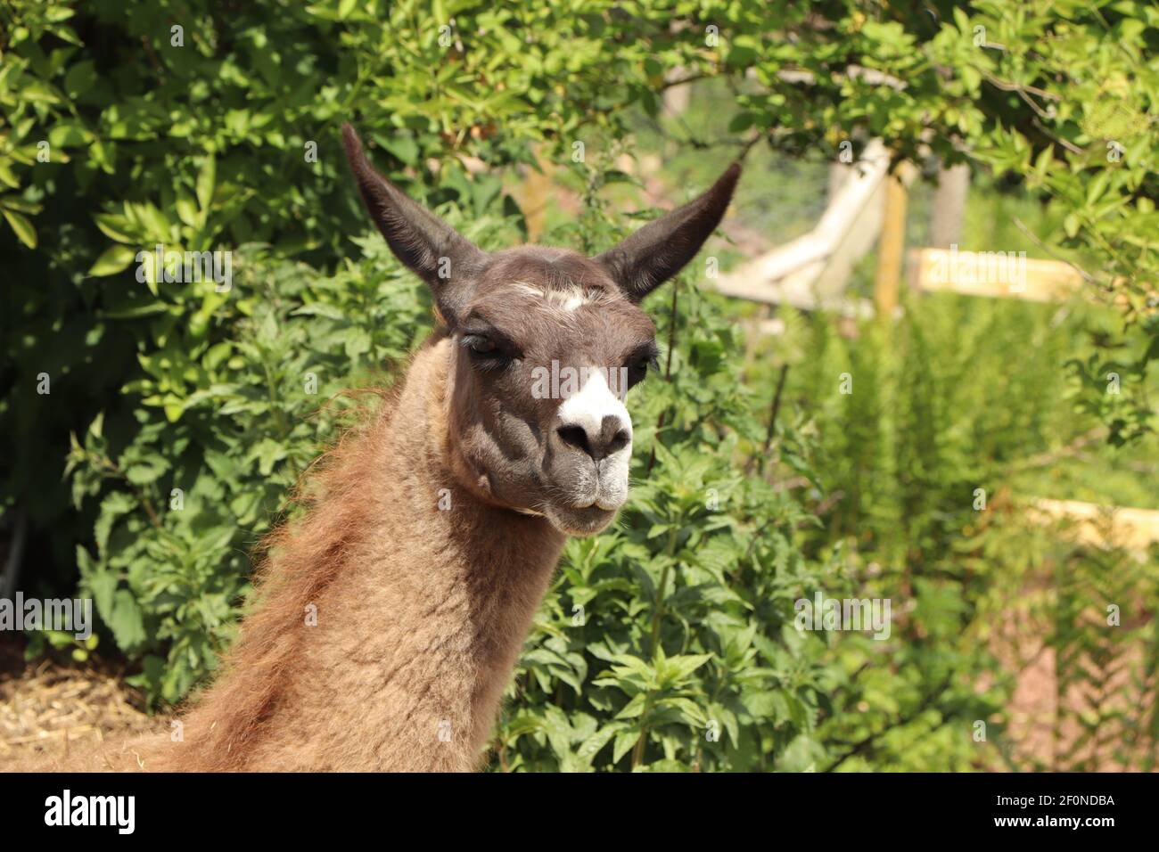 An angry alpaca glaring in the distance looking as if he's preparing to ...