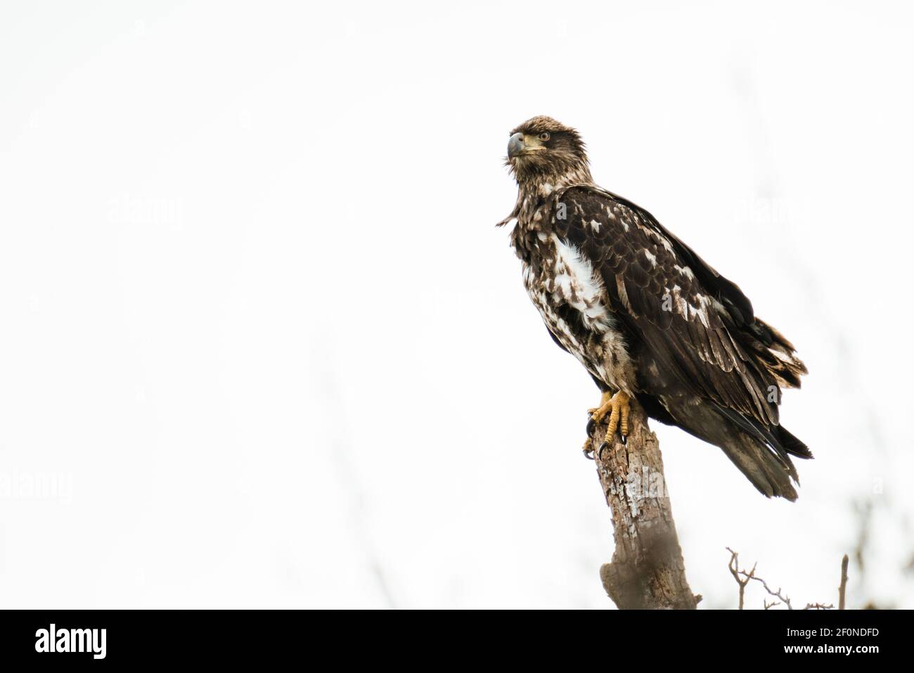 Bald Eagle Screensavers Winter