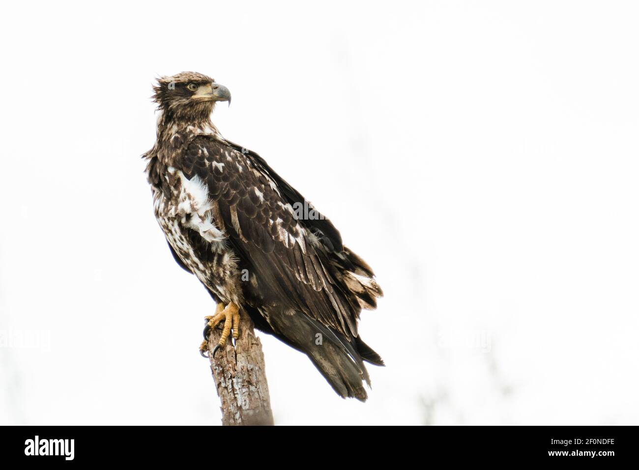 County side Cut Out Stock Images & Pictures - Alamy
