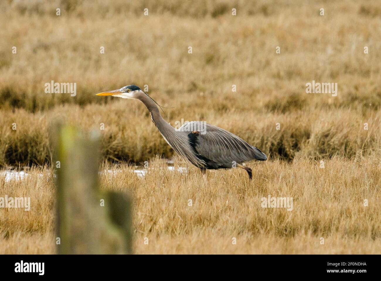 Side view of a Great Blue Heron walking through a field of tall grass ...