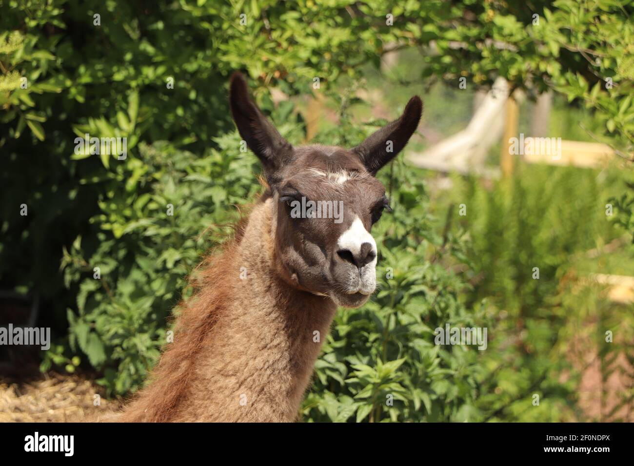 An angry alpaca glaring in the distance looking as if he's preparing to ...