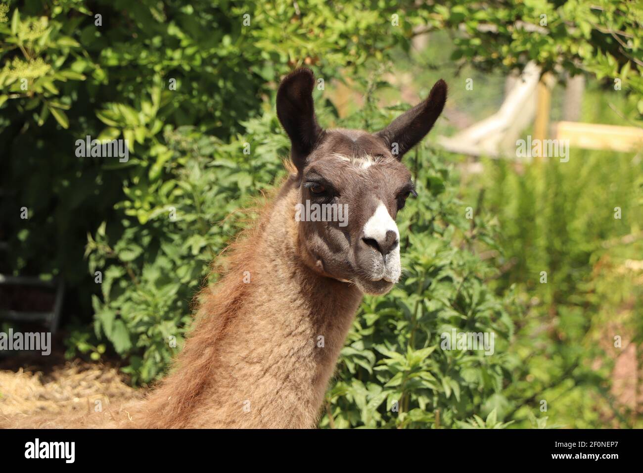 Angry alpaca hi-res stock photography and images - Alamy