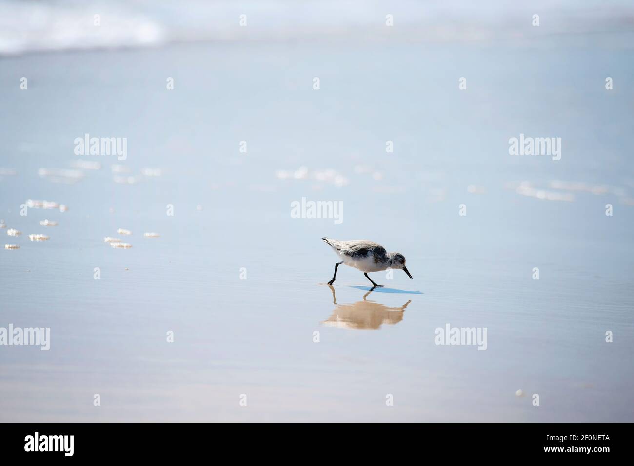 Water Piper High Resolution Stock Photography and Images - Alamy