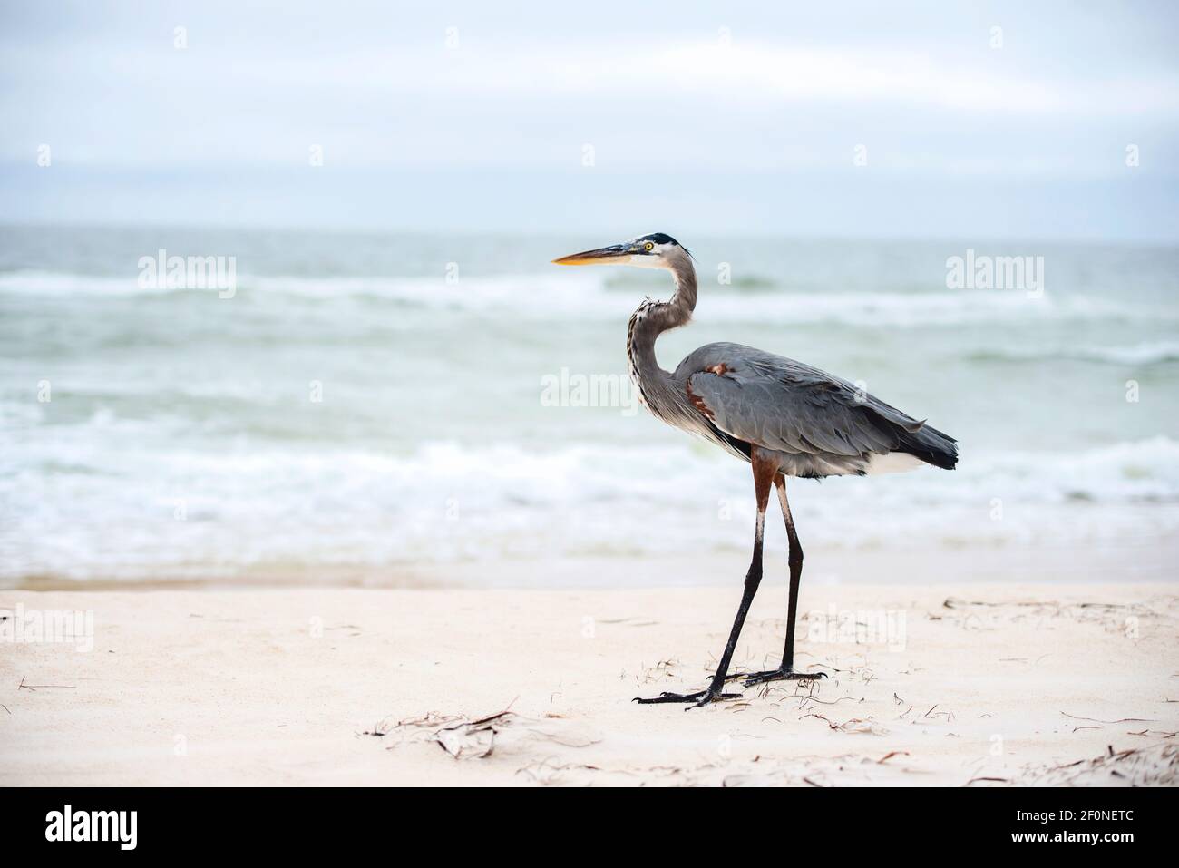 Sea crane bird standing by the ocean Stock Photo - Alamy