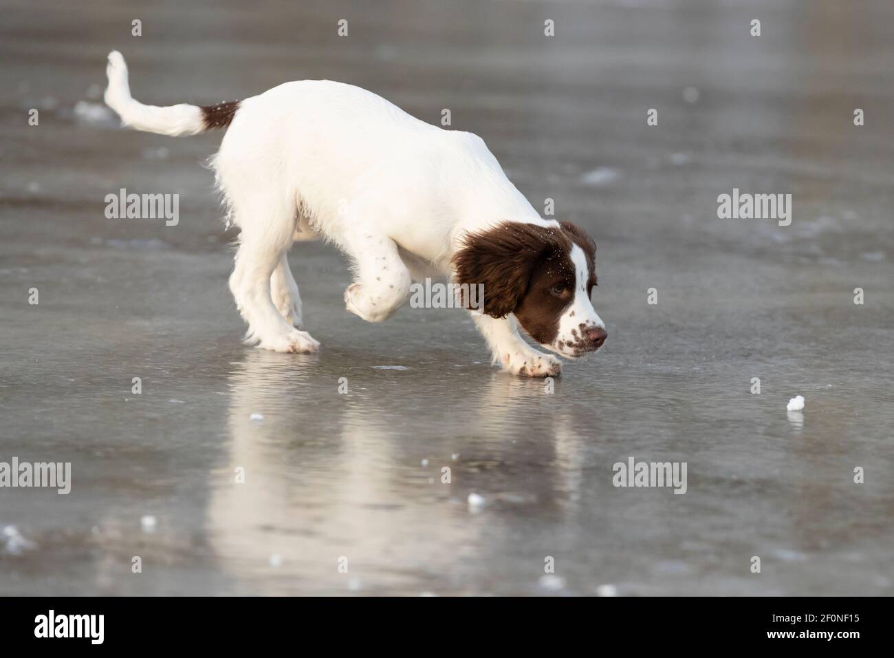Spaniel puppy skating on ice Stock Photo - Alamy