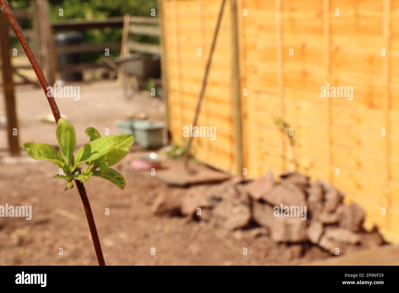 Single plant shoots growing out of a scrabbly front yard Stock Photo ...