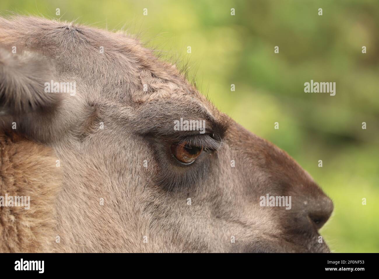 An angry alpaca glaring in the distance looking as if he's preparing to ...
