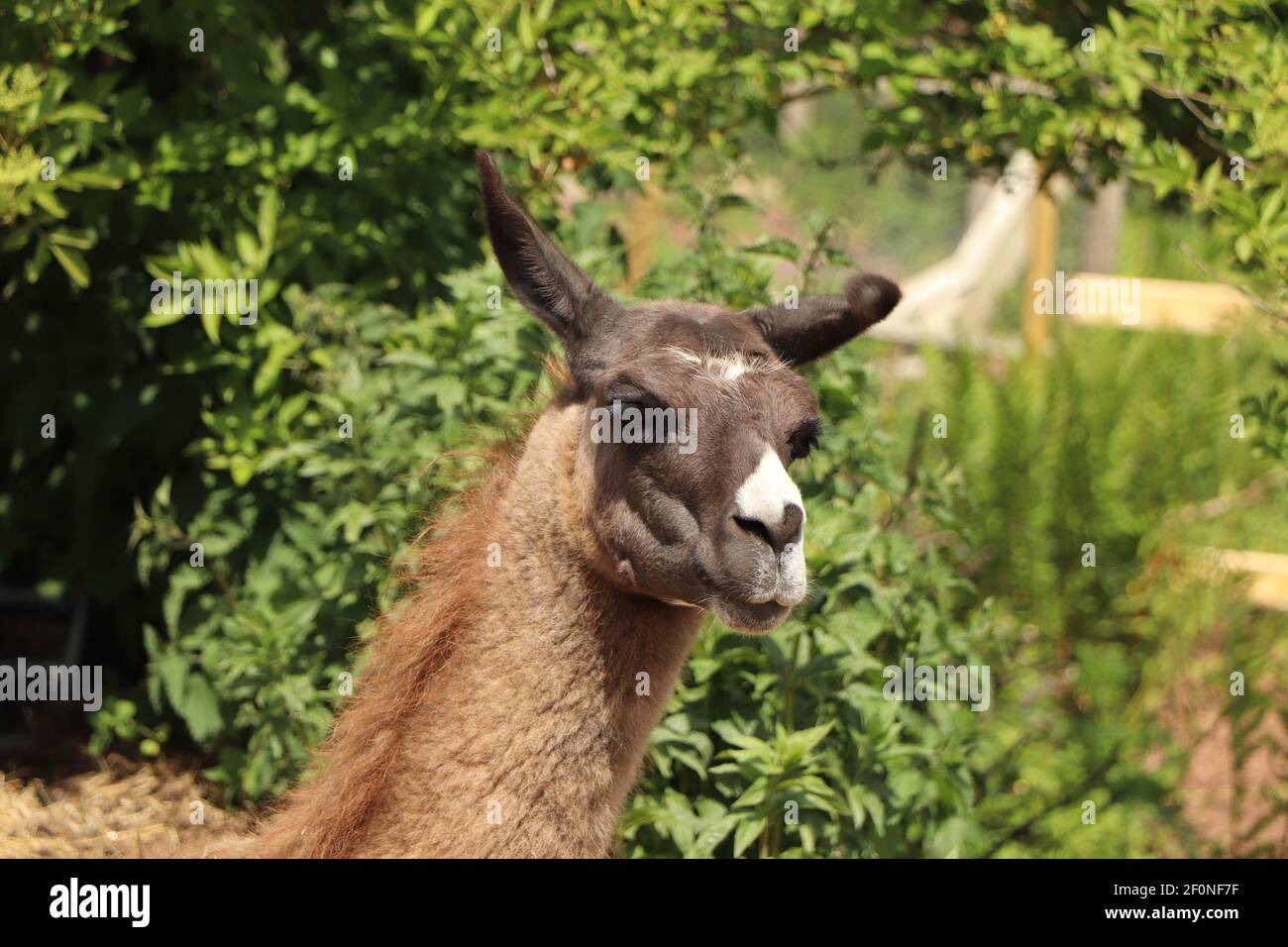 An angry alpaca glaring in the distance looking as if he's preparing to ...