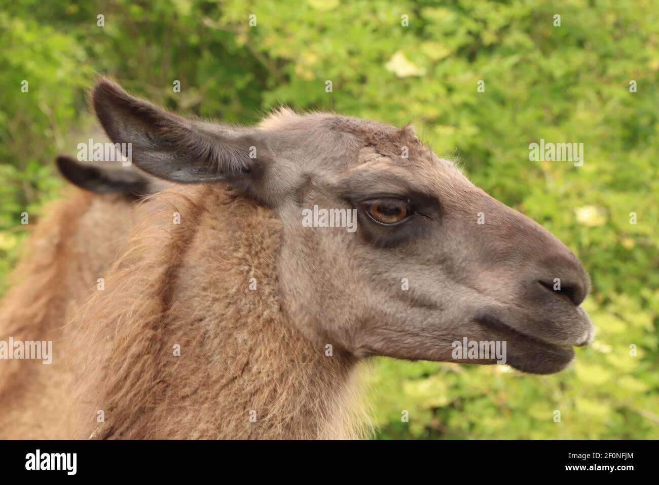 An angry alpaca glaring in the distance looking as if he's preparing to ...