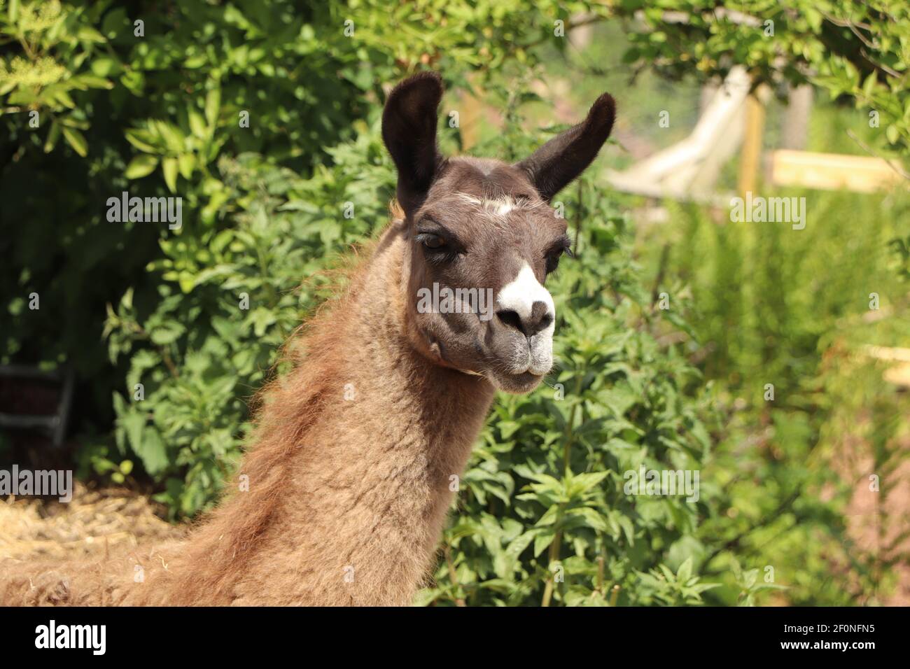 Angry alpaca hi-res stock photography and images - Alamy