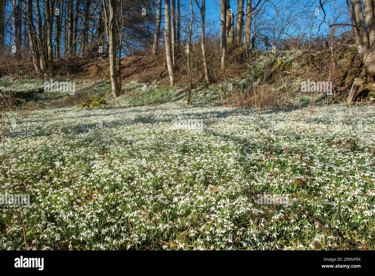 Northumberland snowdrops hi-res stock photography and images - Alamy