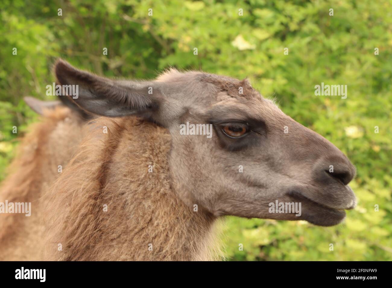 An angry alpaca glaring in the distance looking as if he's preparing to ...