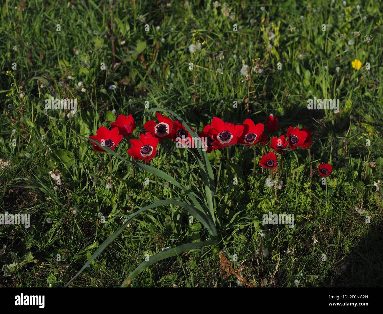 Wild red anemones flowering hi-res stock photography and images - Alamy
