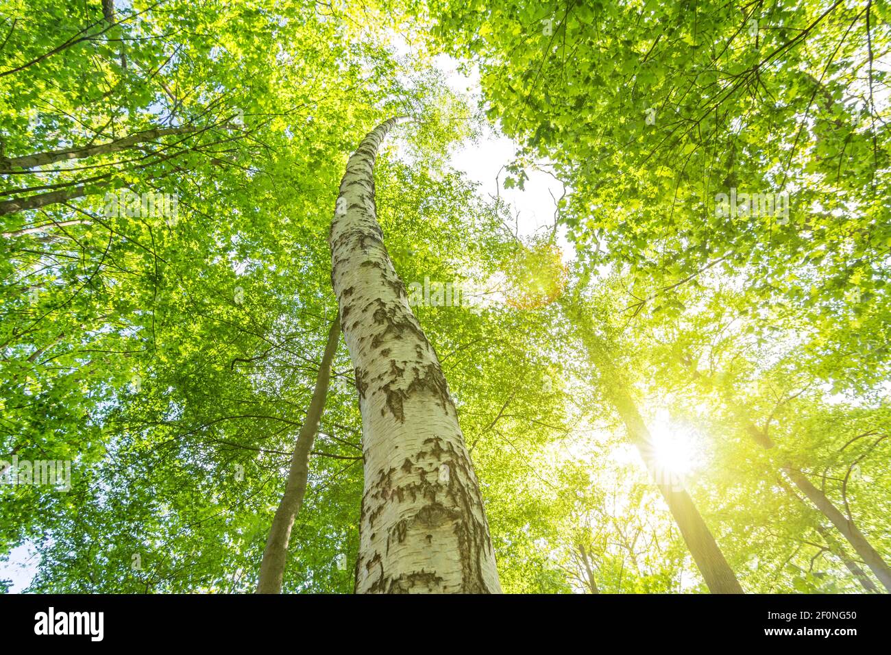 Birch tree in the fresh green forest in spring with scenic sun rays ...