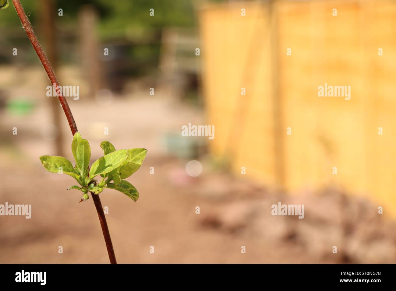 Single plant shoots growing out of a scrabbly front yard Stock Photo ...