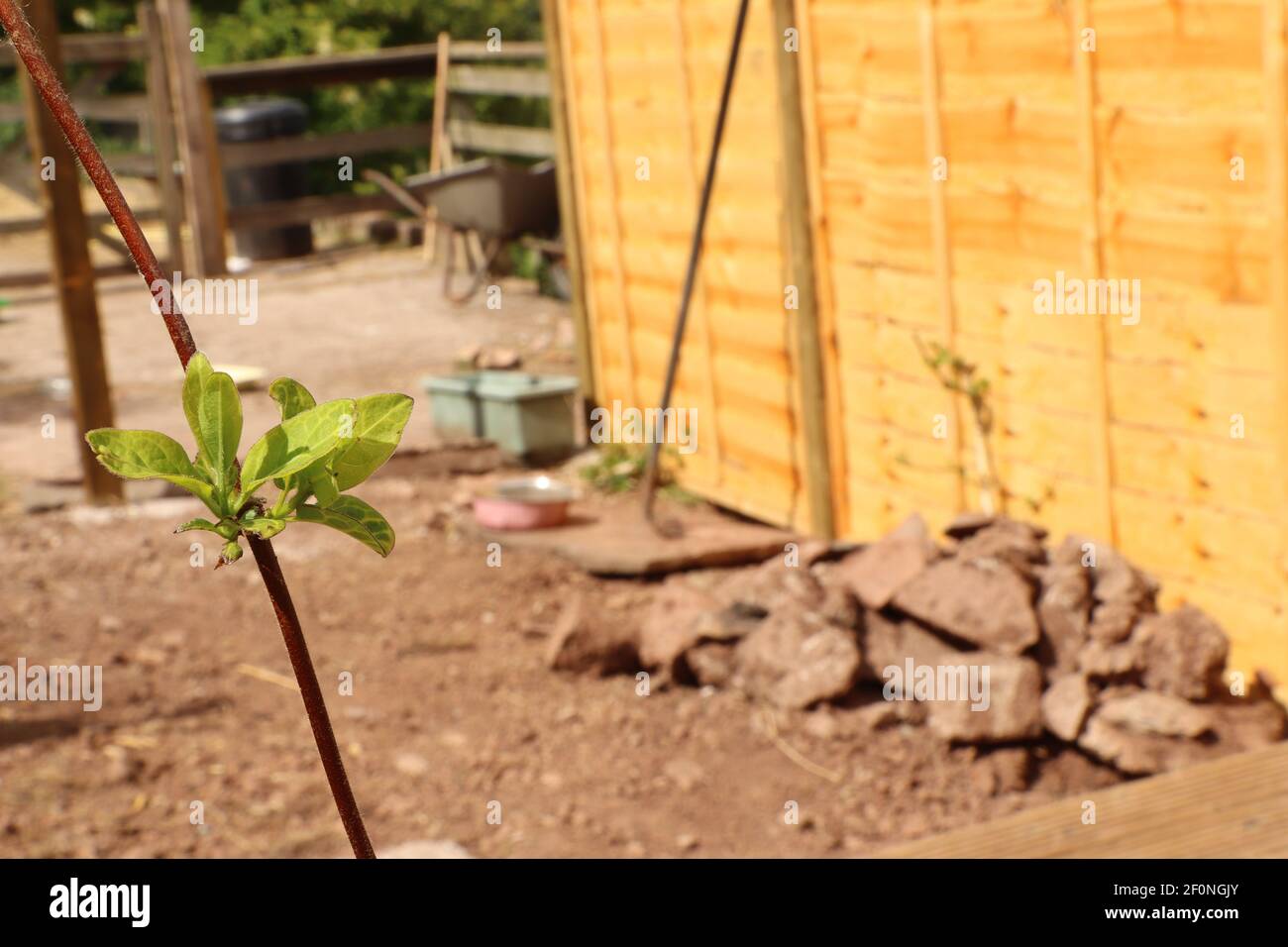 Single plant shoots growing out of a scrabbly front yard Stock Photo ...