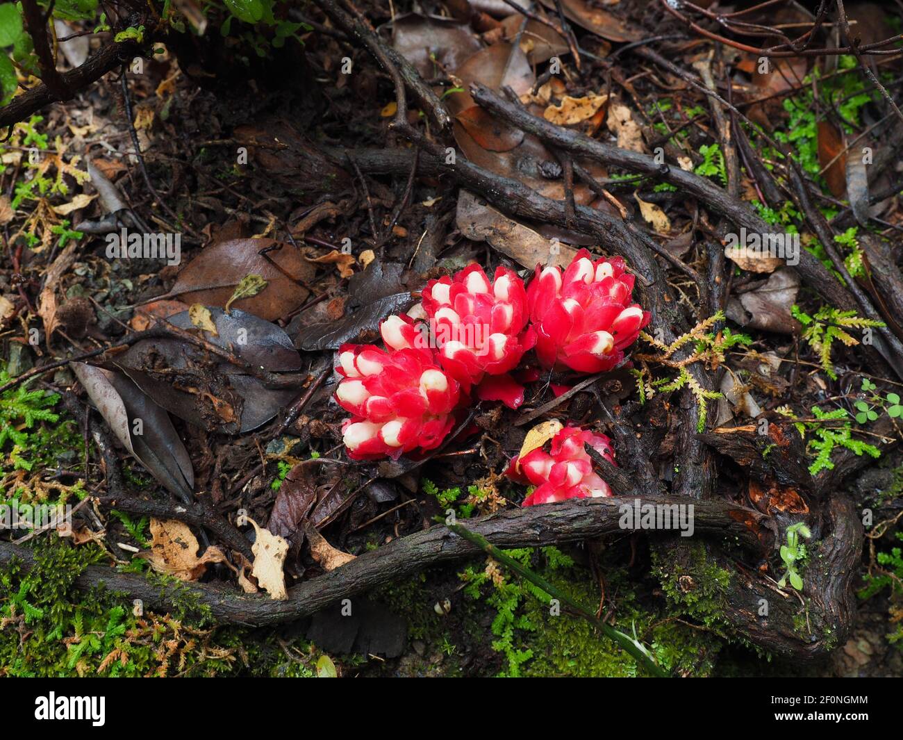 Parasitic flora hi-res stock photography and images - Alamy