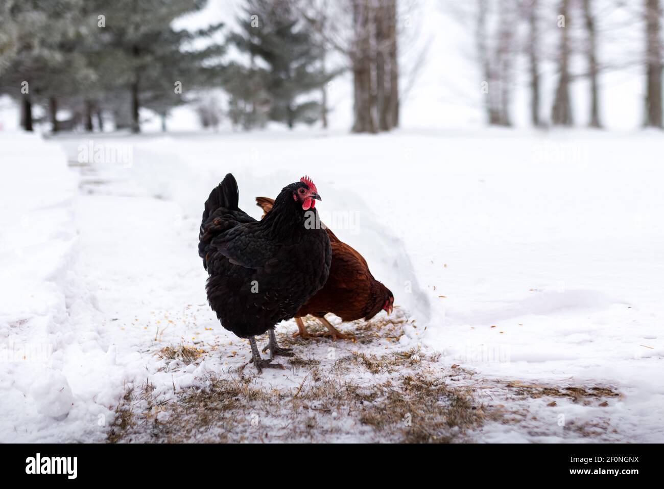 Chickens in a tree hi-res stock photography and images - Alamy