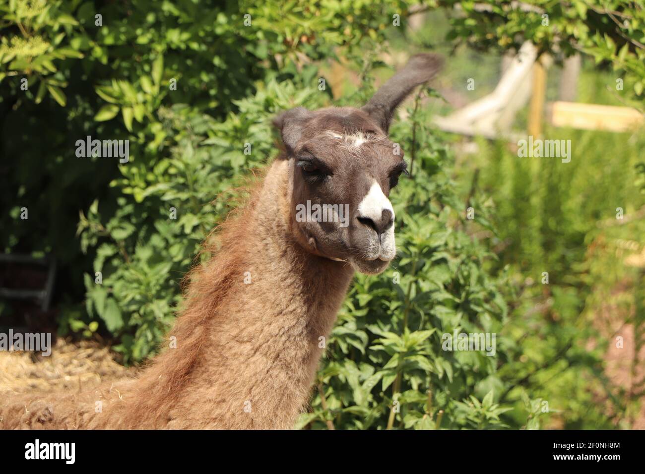 An angry alpaca glaring in the distance looking as if he's preparing to ...