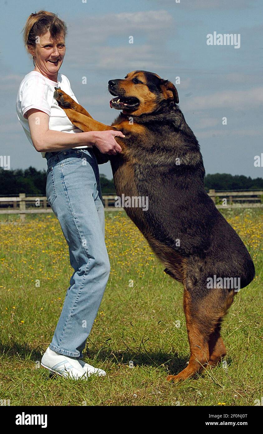 ANNABELLE POTTLE WITH SUPER HEAVYWEIGHT DOG 'PIE' THE STRAY THAT WEIGHS ...
