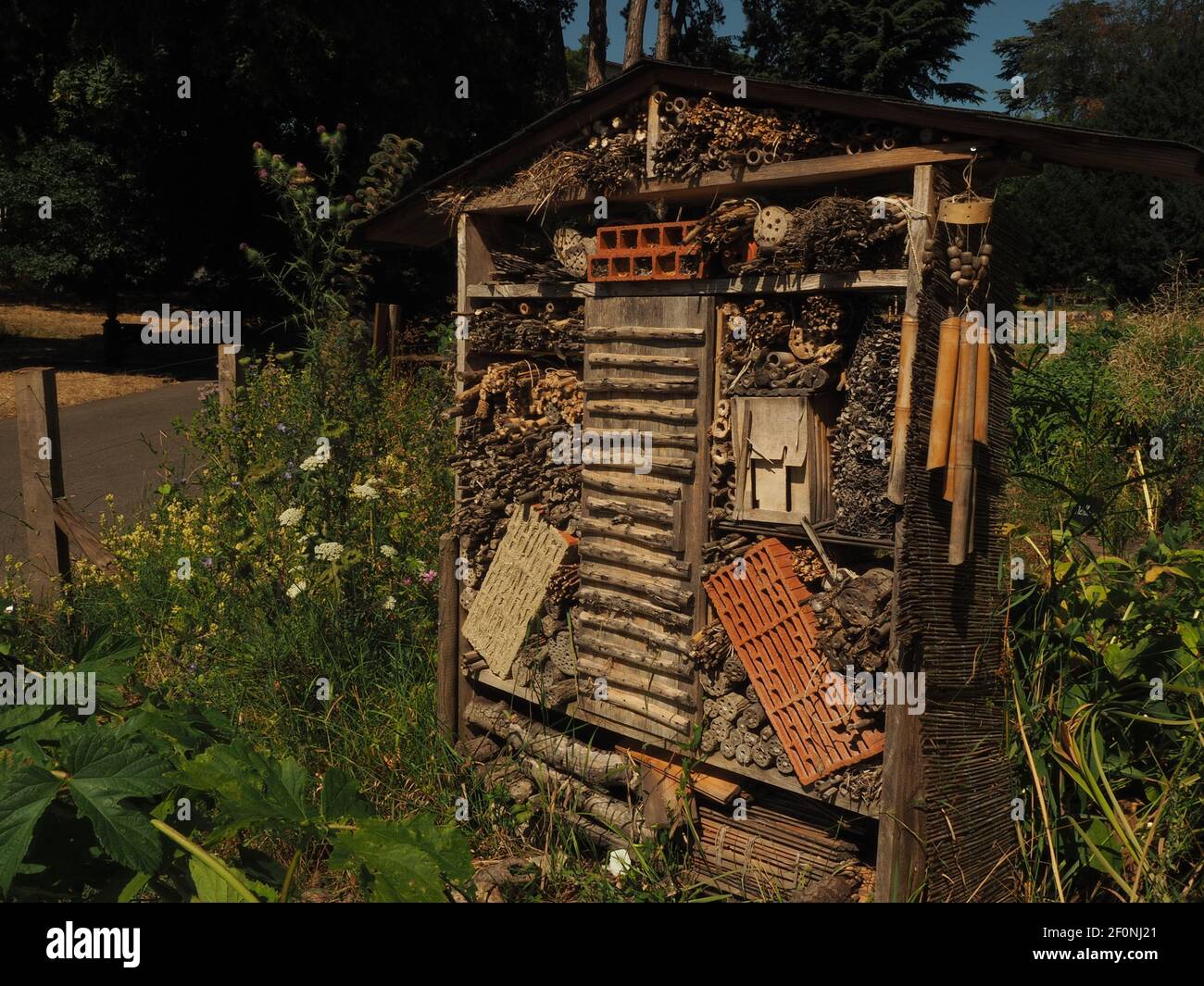 Structure of insects hi-res stock photography and images - Alamy