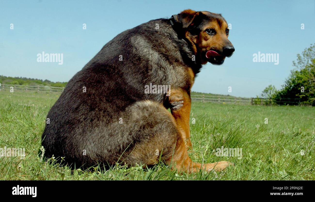 ANNABELLE POTTLE WITH SUPER HEAVYWEIGHT DOG 'PIE' THE STRAY THAT WEIGHS ...