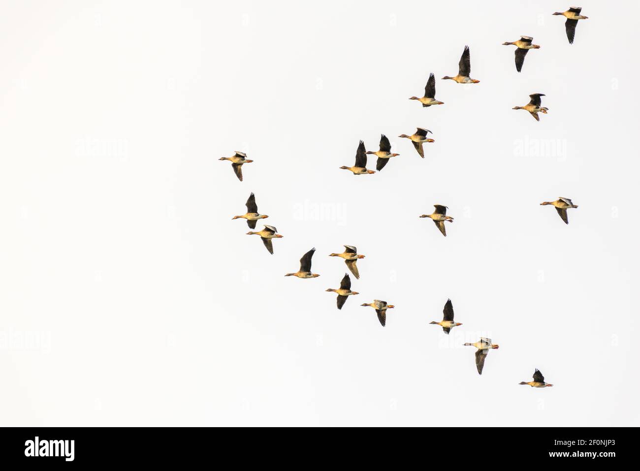 Group of wild geese in flight over the plain, Taiga Bean Goose Stock ...