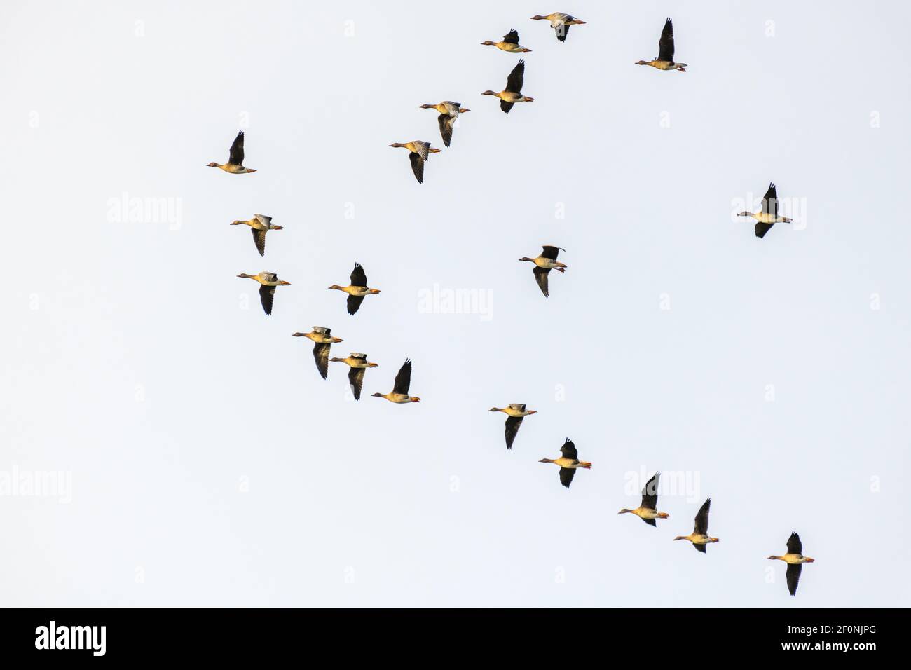 Group of wild geese in flight over the plain, Taiga Bean Goose Stock ...