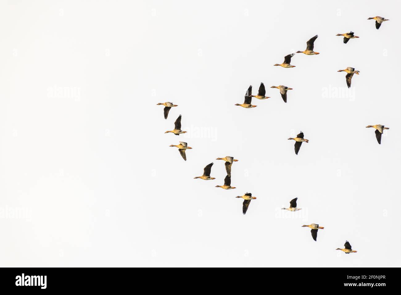 Group of wild geese in flight over the plain, Taiga Bean Goose Stock ...