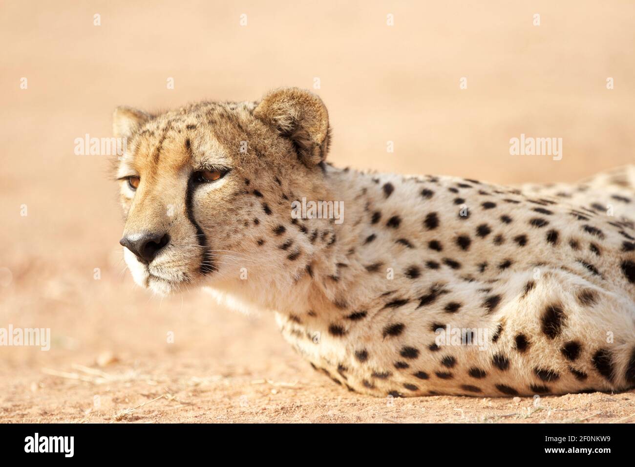 Portrait of a male cheetah, photographed in Kruger Park, South Africa ...