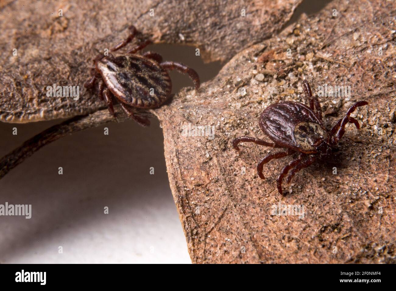 Ticks With Brown Shell
