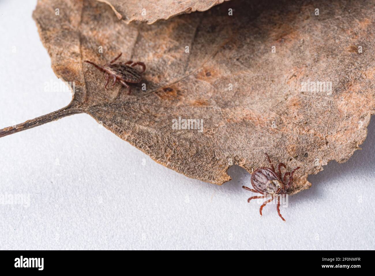 Tick With Crab Claws