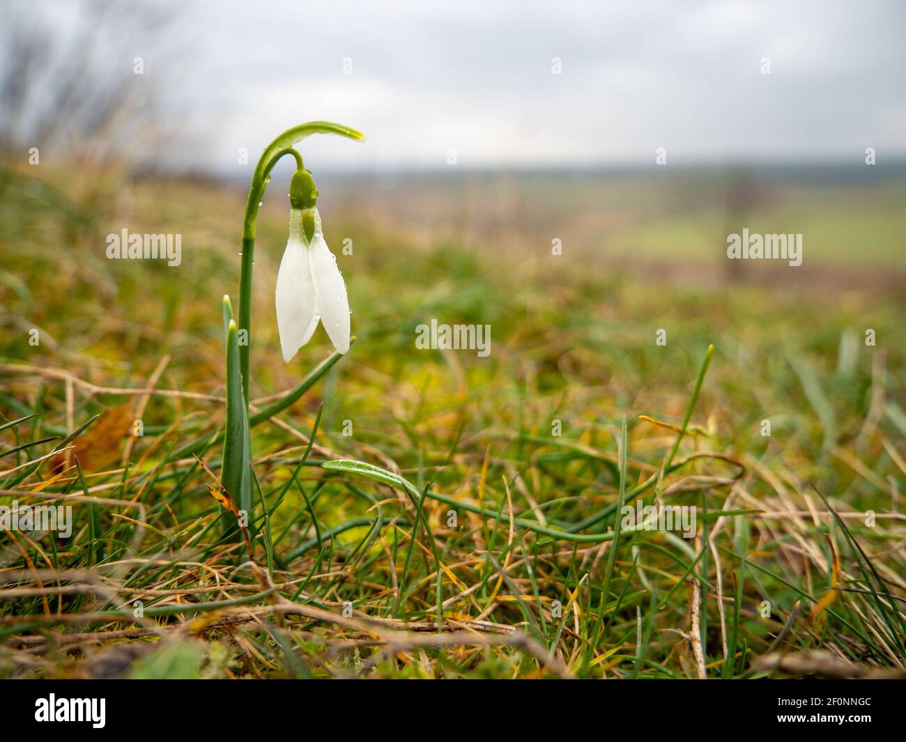 Single snowdrop hi-res stock photography and images - Alamy
