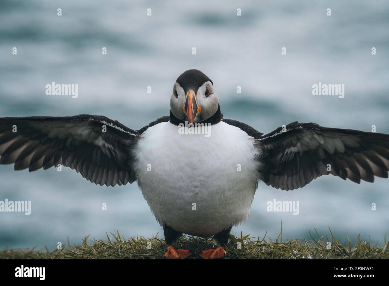 Atlantic Puffins bird or common Puffin in ocean blue background ...