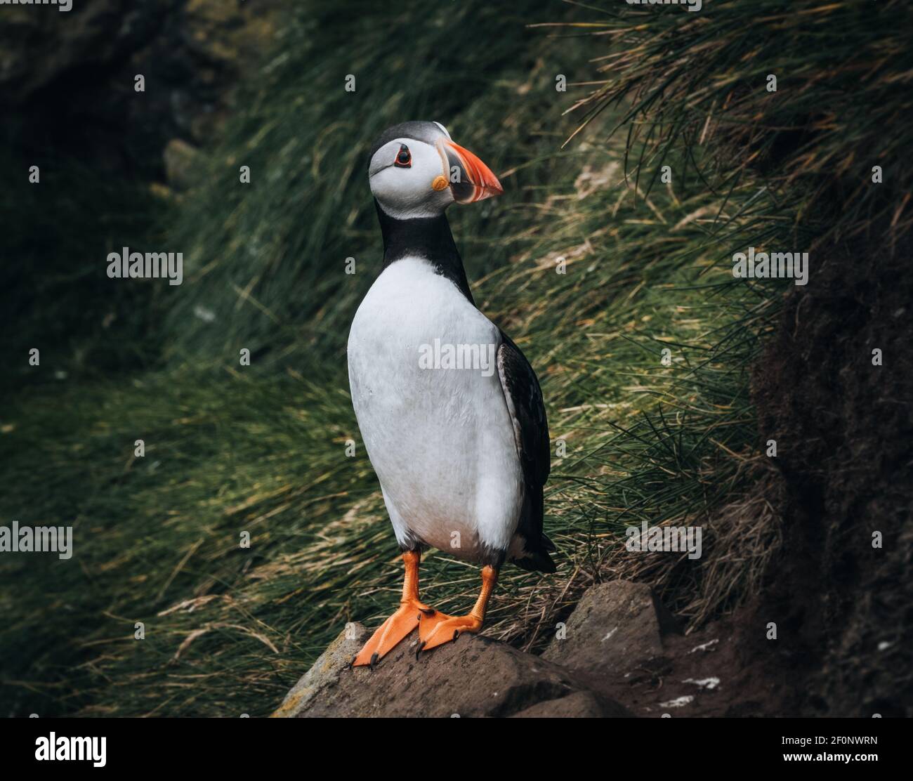 Atlantic Puffins bird or common Puffin in ocean blue background ...