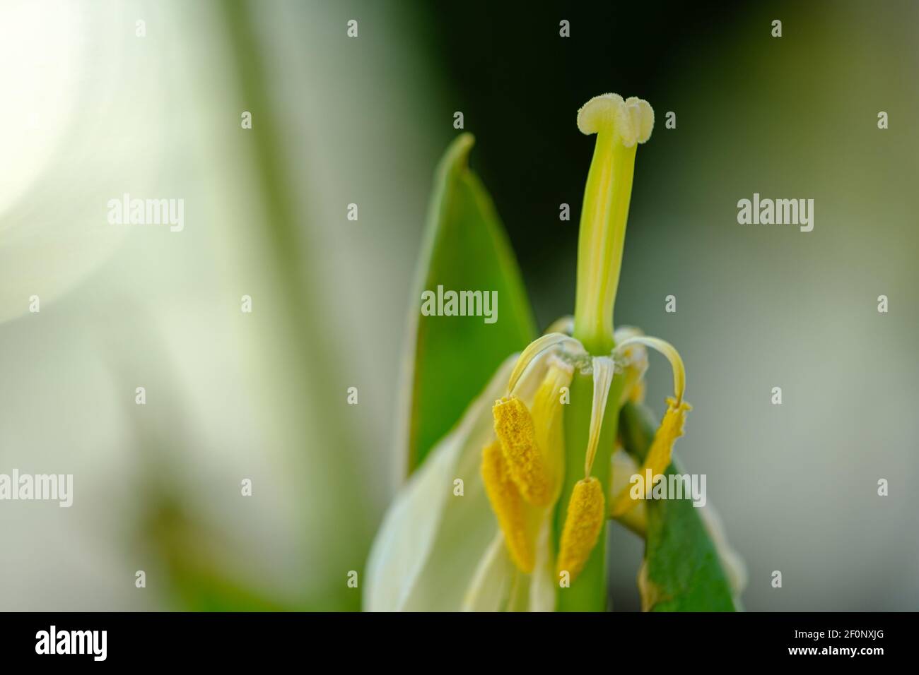 a close up of a wilted tulip that has lost its petals Stock Photo - Alamy
