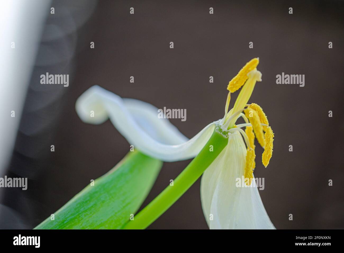 a close up of a wilted tulip that has lost its petals Stock Photo - Alamy