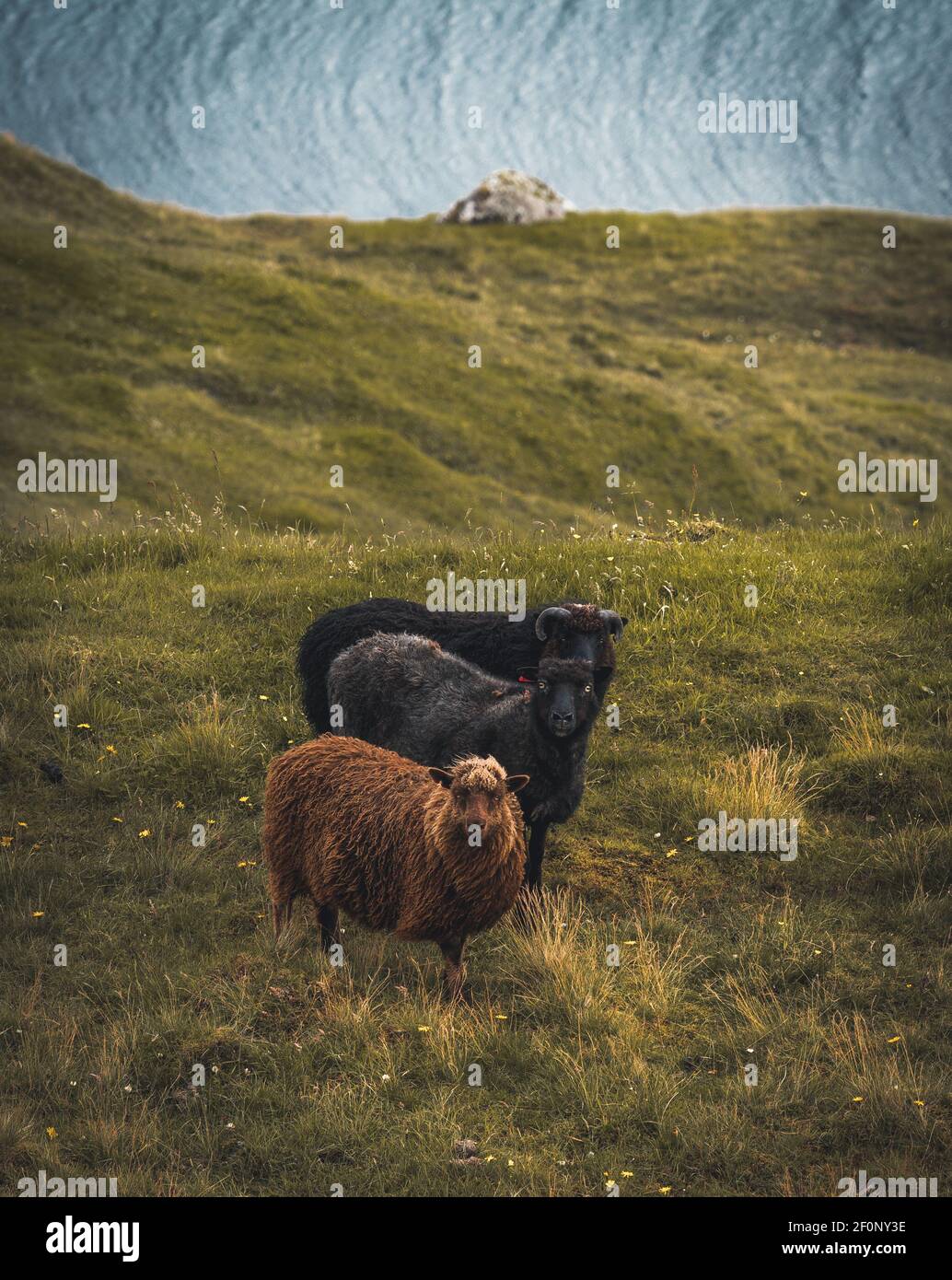sheep animals with wool standing on hill or mountain top with green ...