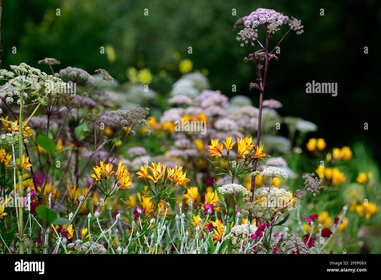 angelica purpurea,lychnis coronaria gardeners world,Alstroemeria ...