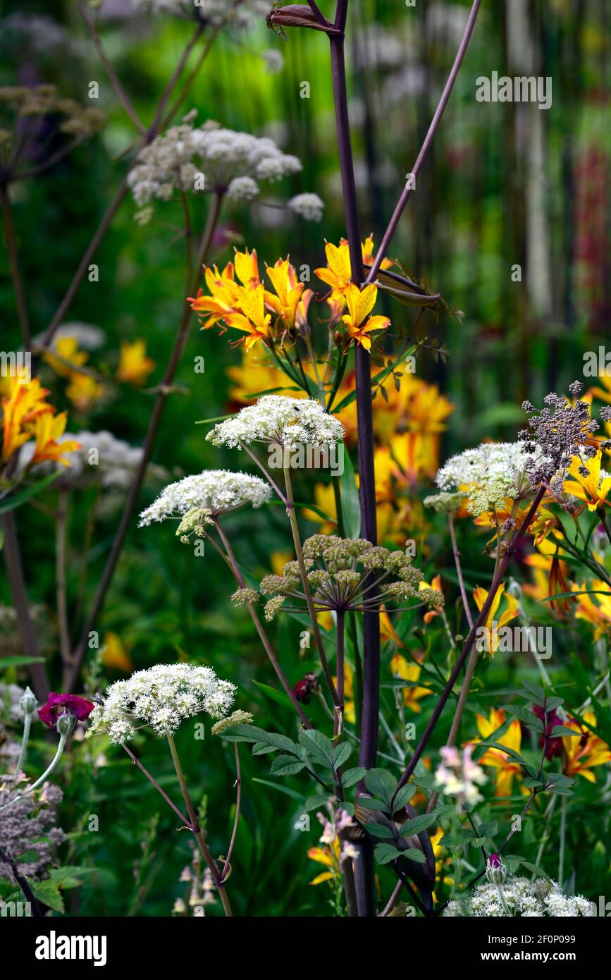 Angelica sylvestris purpurea Vicar’s Mead,Alstroemeria violacea Yellow ...