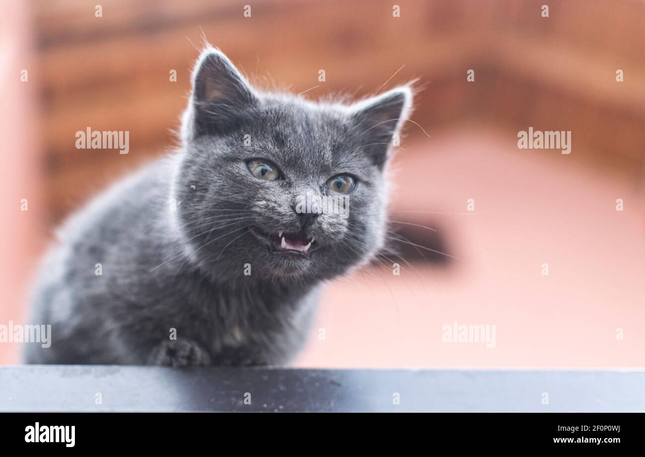 Small and cute gray cute making funny faces. Cat portrait Stock Photo ...