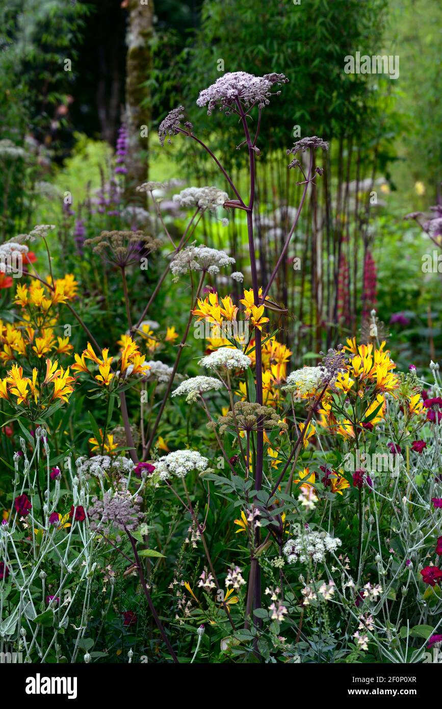 Angelica sylvestris purpurea Vicar’s Mead,Alstroemeria violacea Yellow ...
