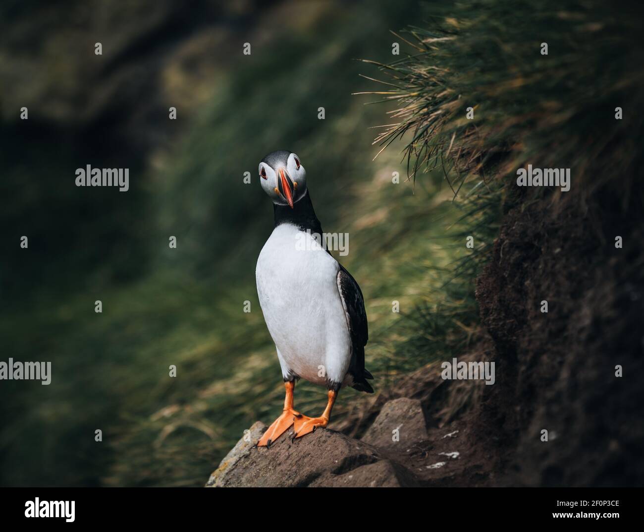 Atlantic Puffins bird or common Puffin in ocean blue background ...