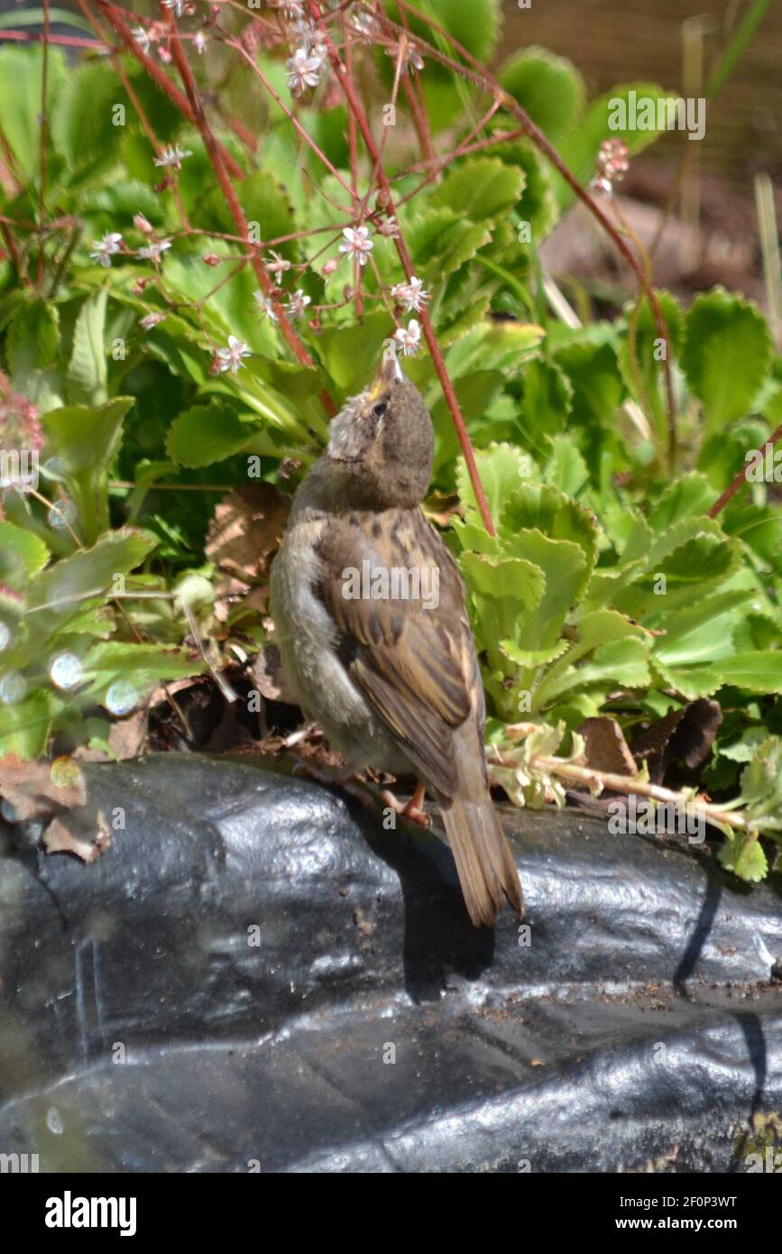 Sparrow Stretching To A Garden Plant Catching Bugs - Sunny Day In The ...