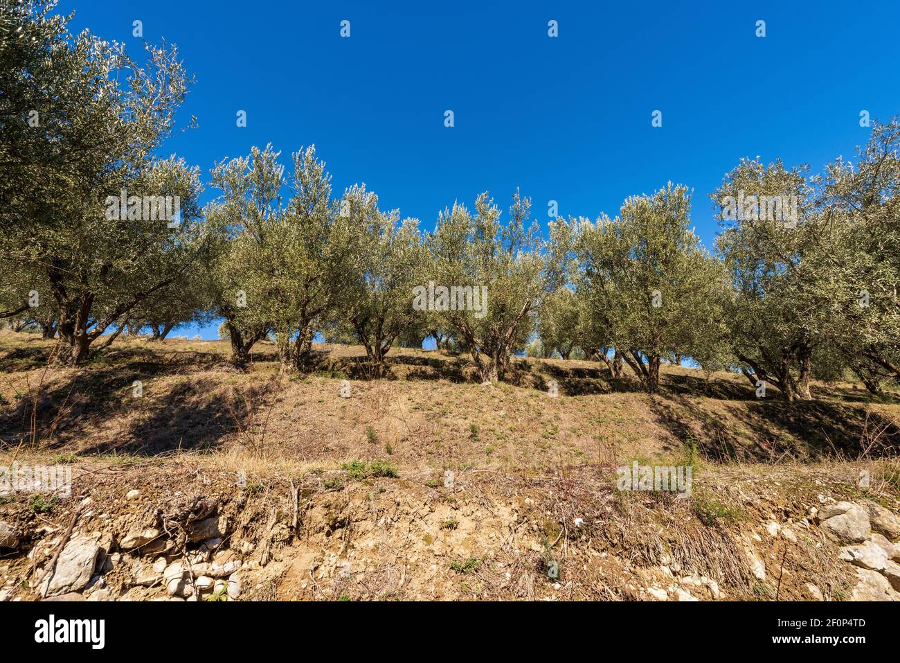 Terraced field with Olive Trees on the coastline of the Lake Garda ...