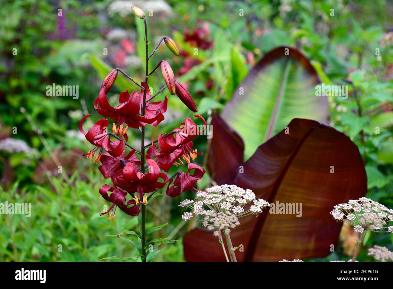 lilium red velvet,lilium red flavour,asiatic hybrid,red tiger lily,red ...
