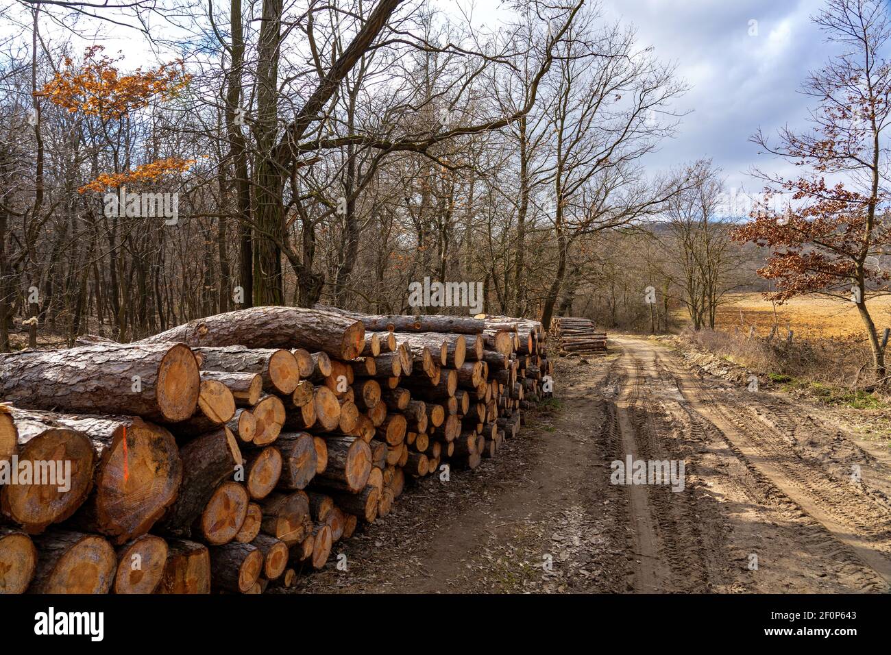Log deforestation forest background hi-res stock photography and images ...